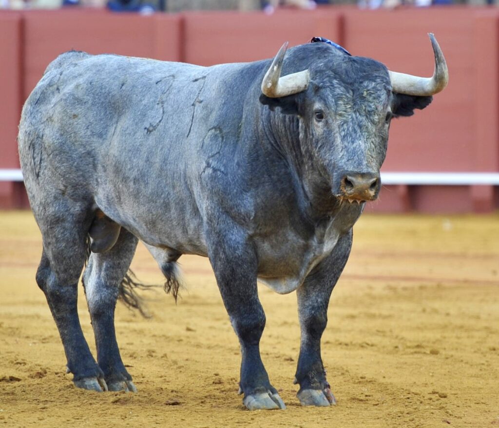 “COBRADIEZMOS», EL TORO QUE NOS HIZO LLORAR - Cuadernos de Tauromaquia