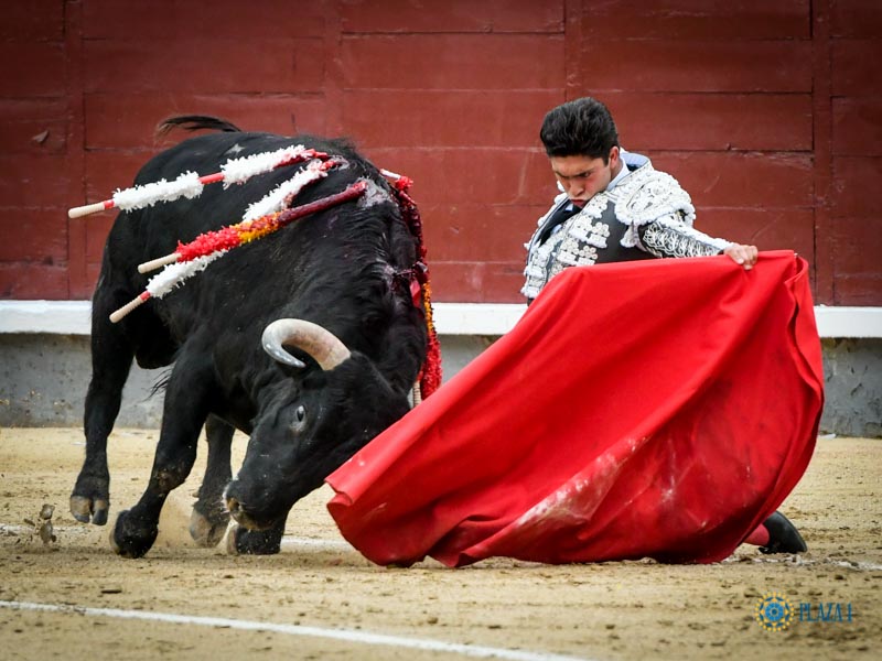 EL PELIGRO DE LAS EMBESTIDAS DE LUJO - Cuadernos de Tauromaquia